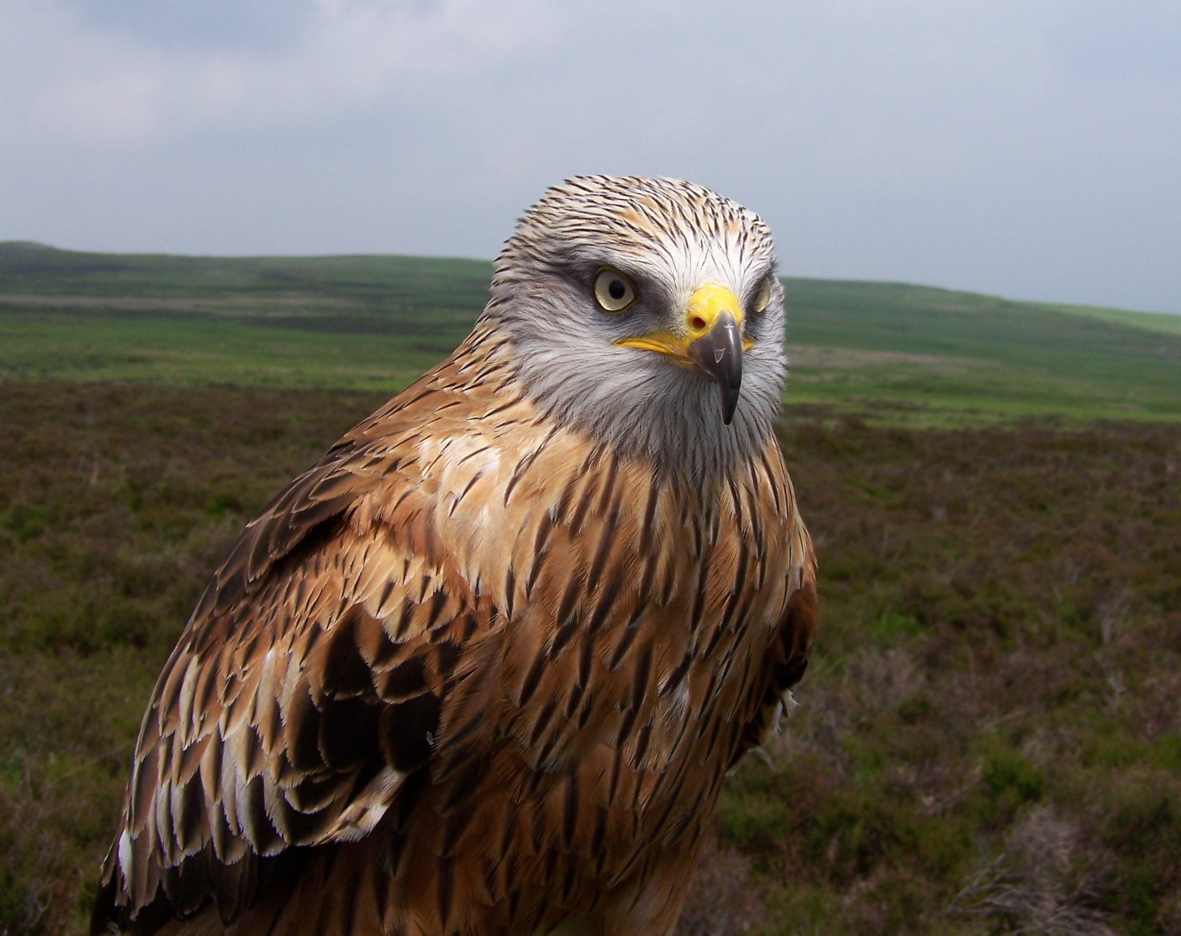 11 great places to enjoy wildlife and nature in the Brecon Beacons ...