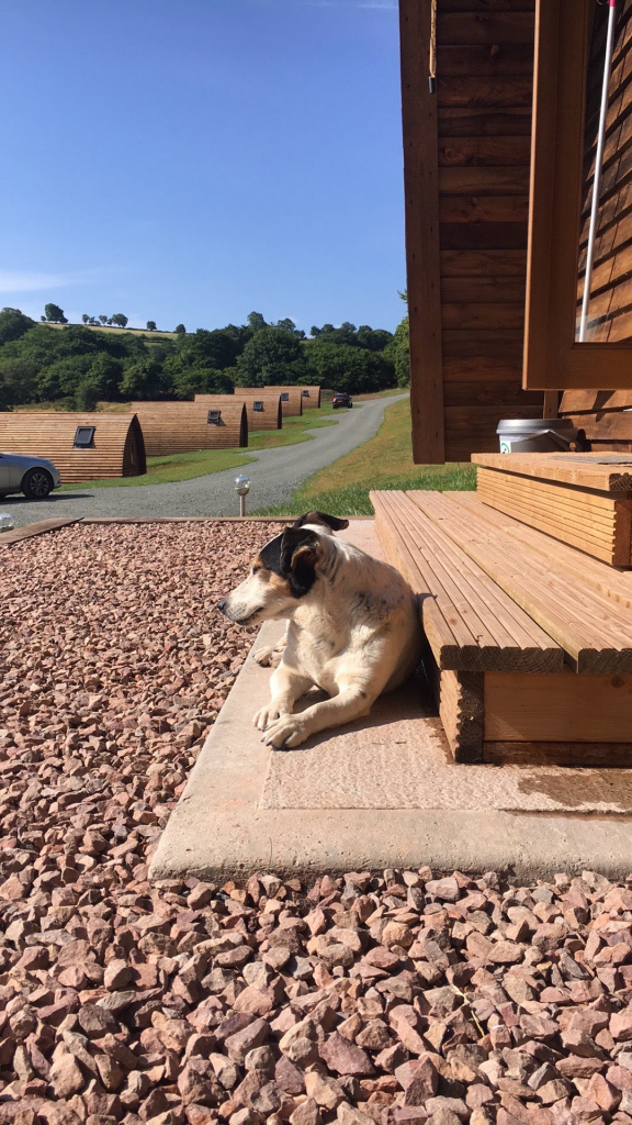 Dog friendly holidays in the Brecon Beacons - Brecon Beacons National ...